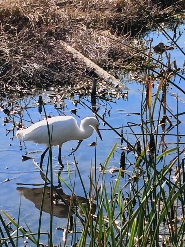 文件:白鹭（滇池边）.jpg - The Land of StarLight
